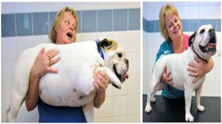 Fat Pets Joining in on New Year's Resolution | News - undefined